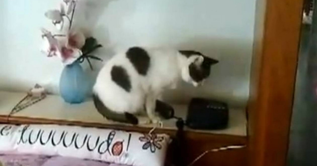 Η γάτα που σηκώνει το τηλέφωνο - Newsbomb