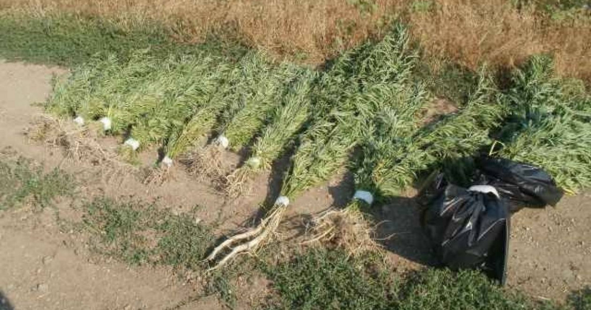 Εντόπισαν 284 δενδρύλλια κάνναβης που άνηκαν… στη φύση - Newsbomb