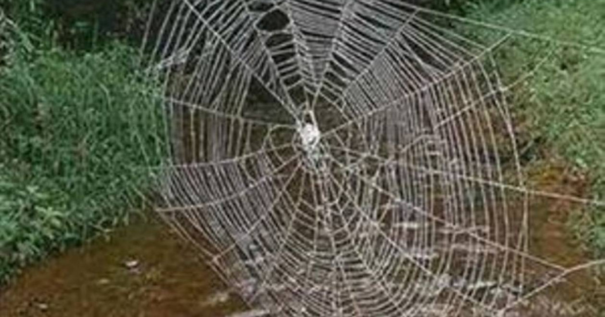 Ο ιστός της αράχνης μπορεί πράγματι να σταματήσει ένα τρένο - Newsbomb