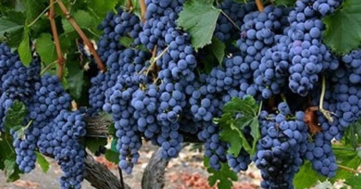 Δράμα: Τετραήμερο σεμινάριο για αμπελουργούς του ΕΛ.Γ.Ο. «ΔΗΜΗΤΡΑ ...