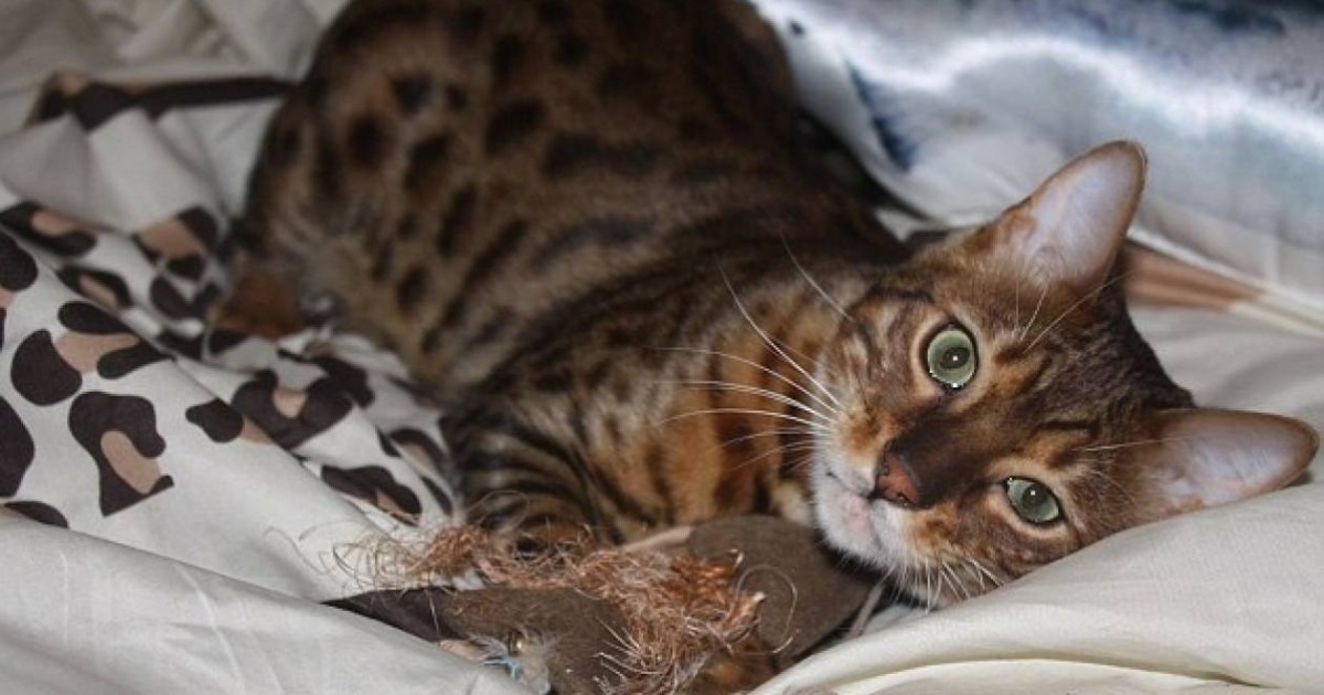 Ξενοδοχείο πολυτελείας για γάτες. Ζηλέψτε άφοβα! - Newsbomb