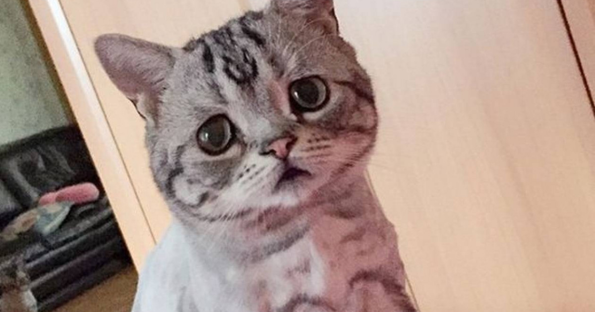 Αυτή είναι η Luhu και είναι η πιο λυπημένη γάτα στον κόσμο (video) - Newsbomb