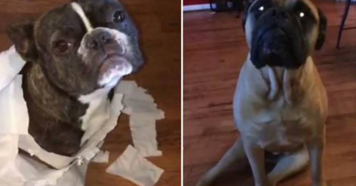 Άμα έχεις τέτοιους… σκύλους τι τους θέλεις τους ρουφιάνους! (video ...