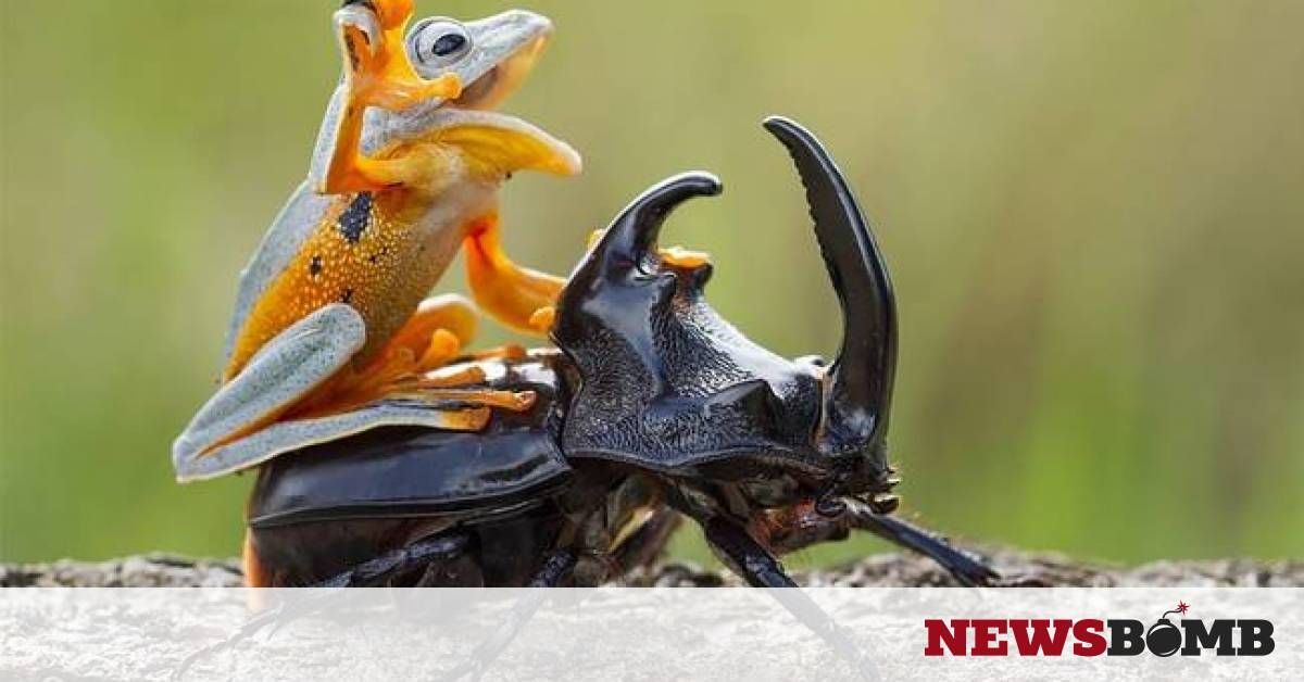 Viral: Οι πιο παράξενες φωτογραφίες της ημέρας - Newsbomb