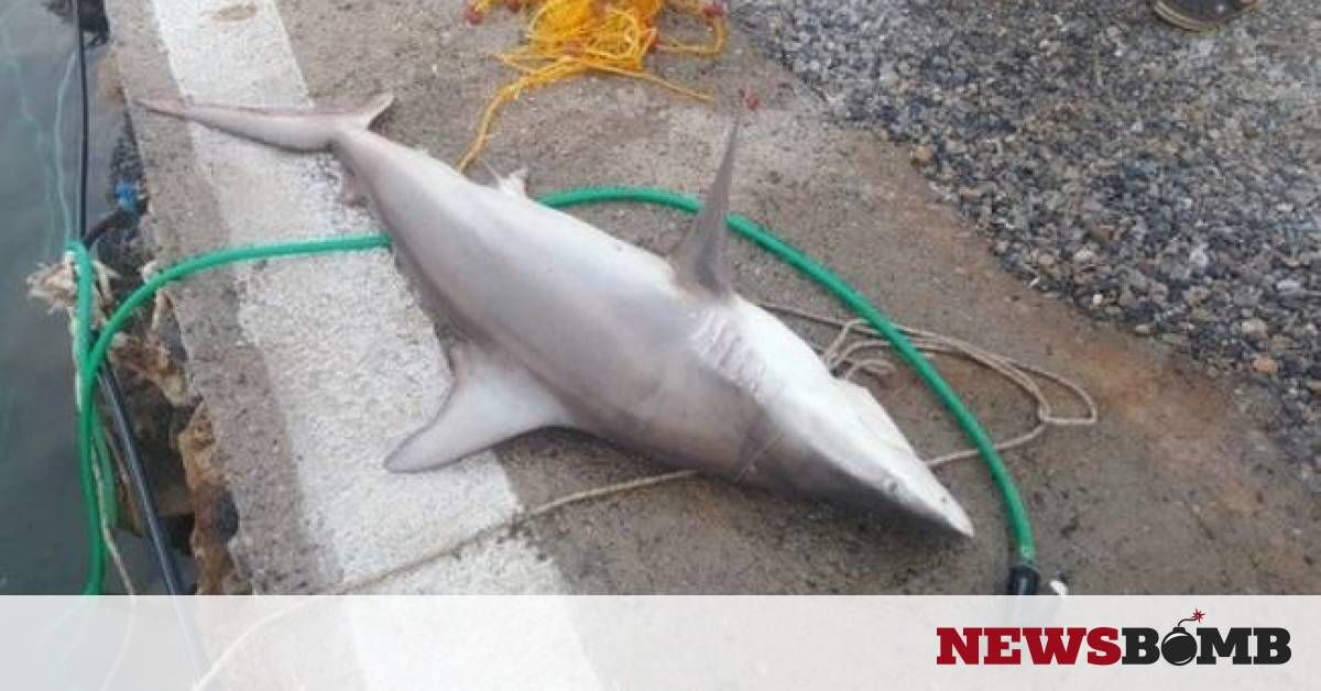 Στη Γαύδο ψαράδες πήγαν για ψάρι και έβγαλαν... καρχαρία! - Newsbomb