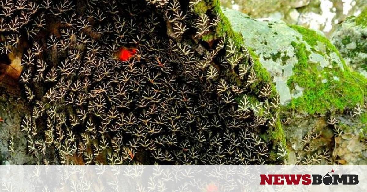 New insect species discovered on Rhodes - Newsbomb