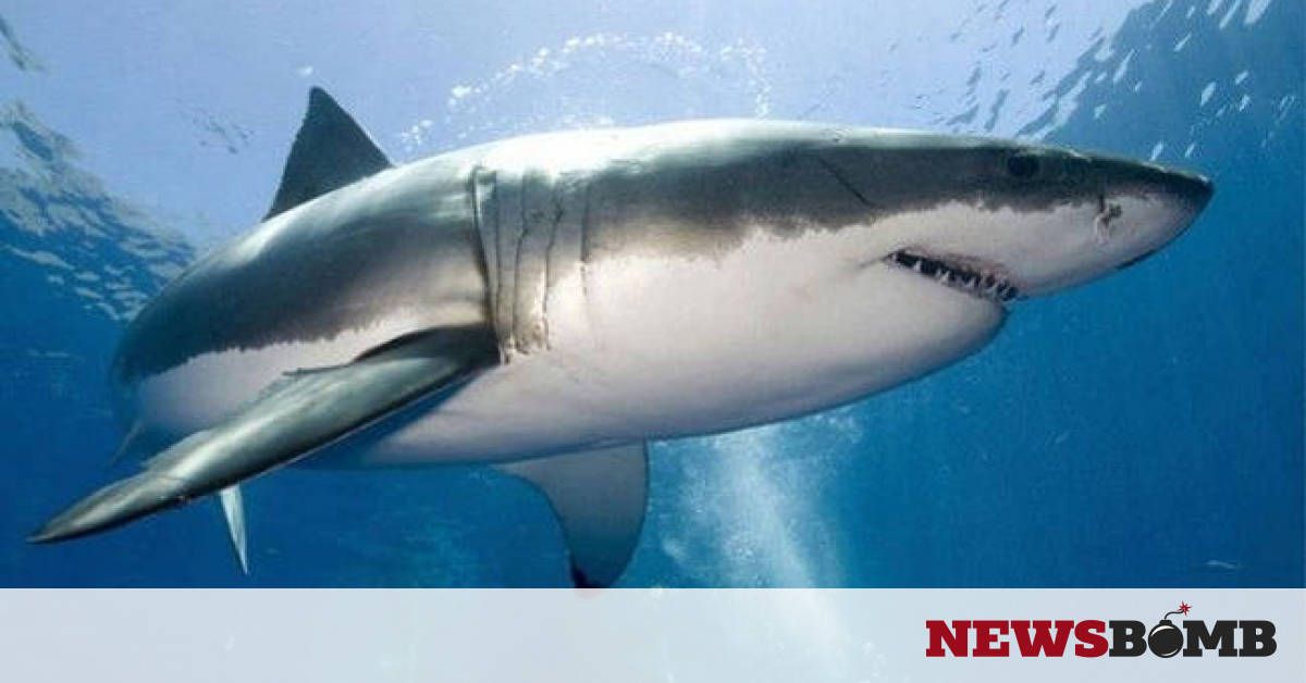 Shark sighted off Majorca: First great white - Newsbomb