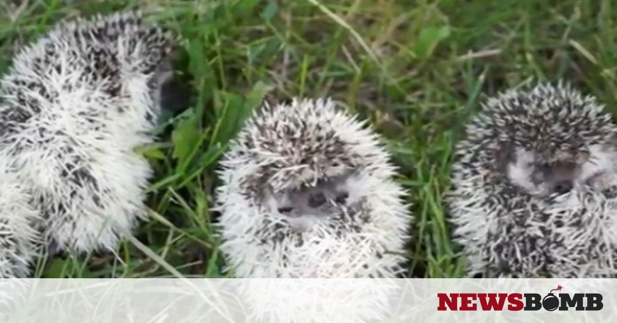 Ό,τι πιο όμορφο θα δείτε σήμερα: Αυτοί είναι οι πιο γλυκοί ...