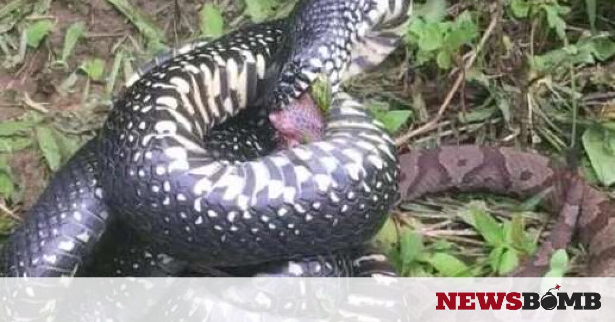 Φίδι - βασιλιάς σφίγγει μέχρι θανάτου ένα χαλκοκέφαλο φίδι! Δείτε το ...