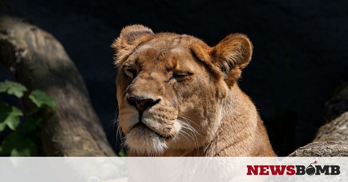 Φρίκη: Λιοντάρι επιτέθηκε σε 8χρονο την ώρα που έπαιζε στην αυλή του ...