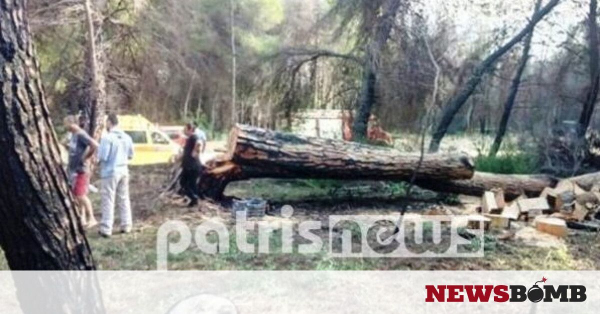 Ηλεία: Νεκρή 70χρονη – Καταπλακώθηκε από δέντρο την ώρα που έκοβε ξύλα ...