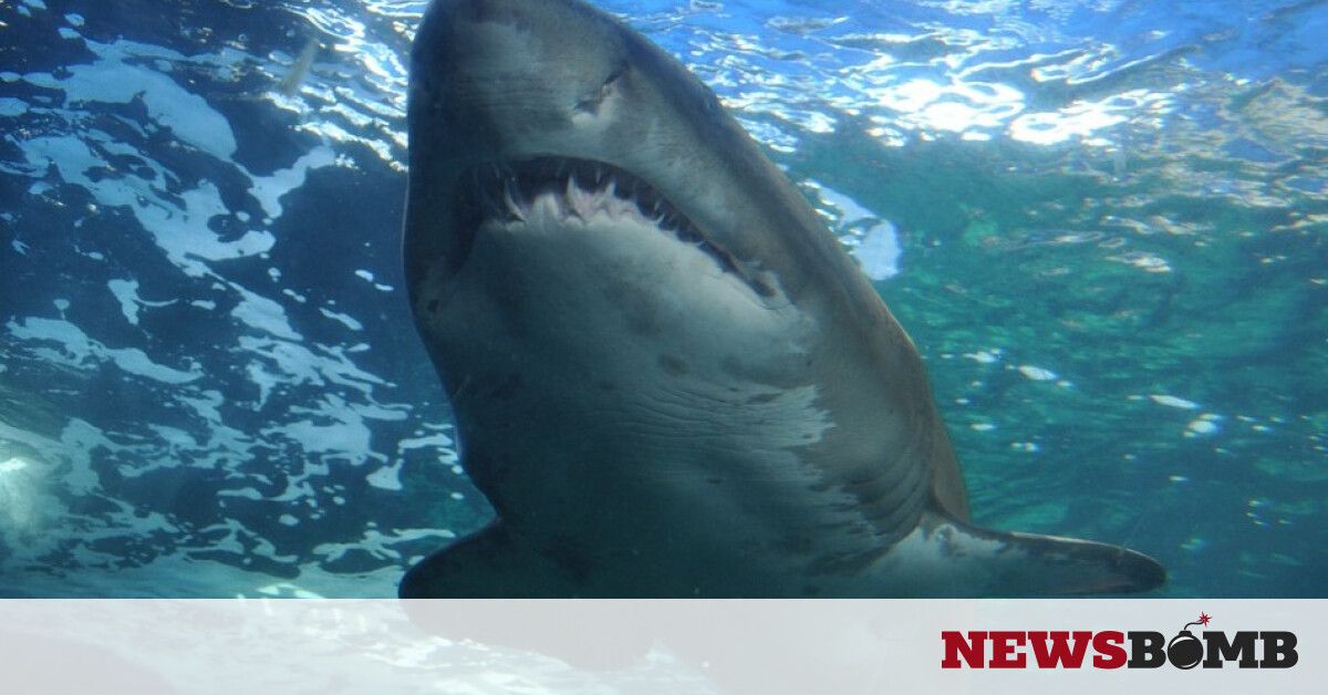 Τρόμος στην Αυστραλία: Καρχαρίας κατασπάραξε κολυμβητές (vid) - Newsbomb