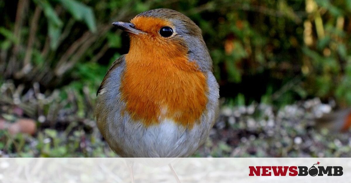Άφωνοι οι επιστήμονες: Δείτε τι έκανε το πουλί που ξεπέρασε ακόμα και ...