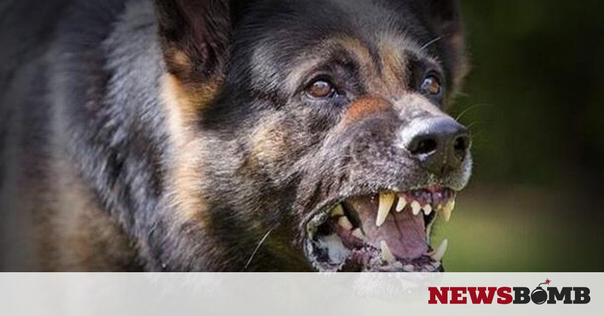 Ασύλληπτη τραγωδία: Σκυλιά κατασπάραξαν έγκυο έξι μηνών - Το τελευταίο ...