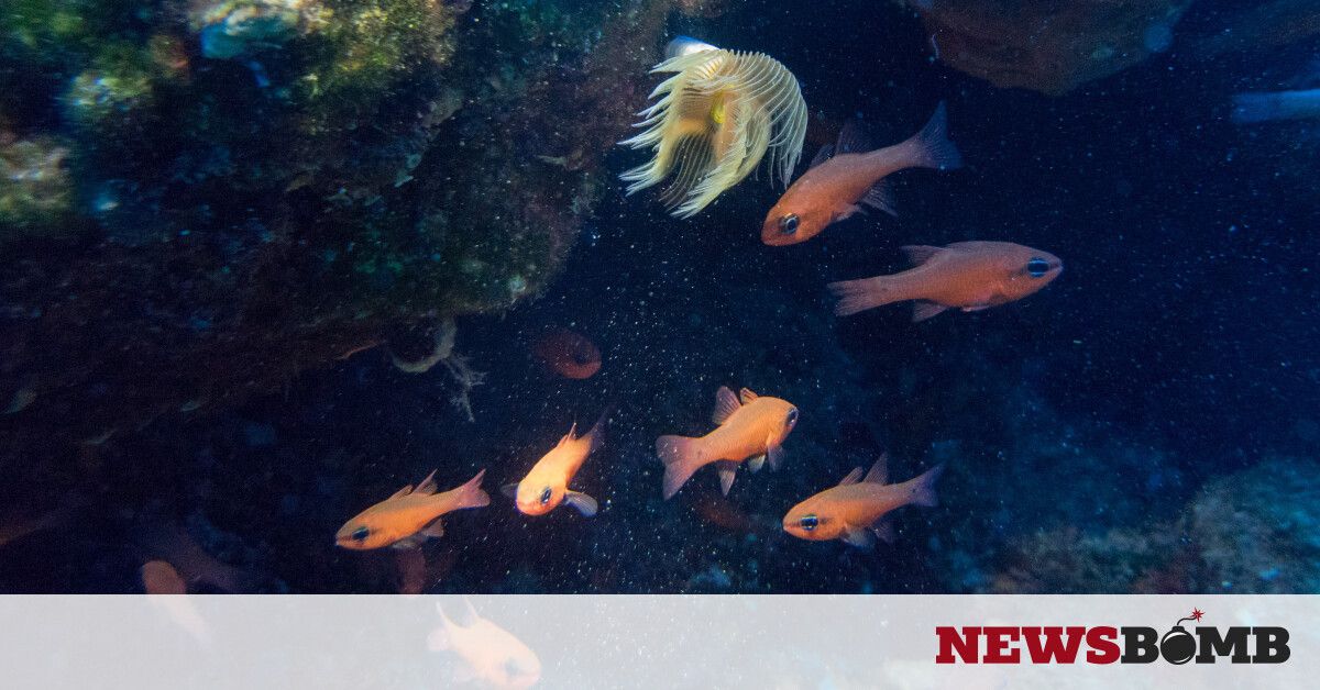 Απίστευτη ψαριά στην Κρήτη: Έπιασαν αυτό το «τέρας» (pic) - Newsbomb