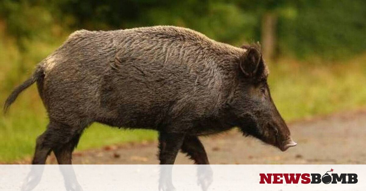 Φρίκη: Αγριογούρουνα κατασπάραξαν 59χρονη - Newsbomb