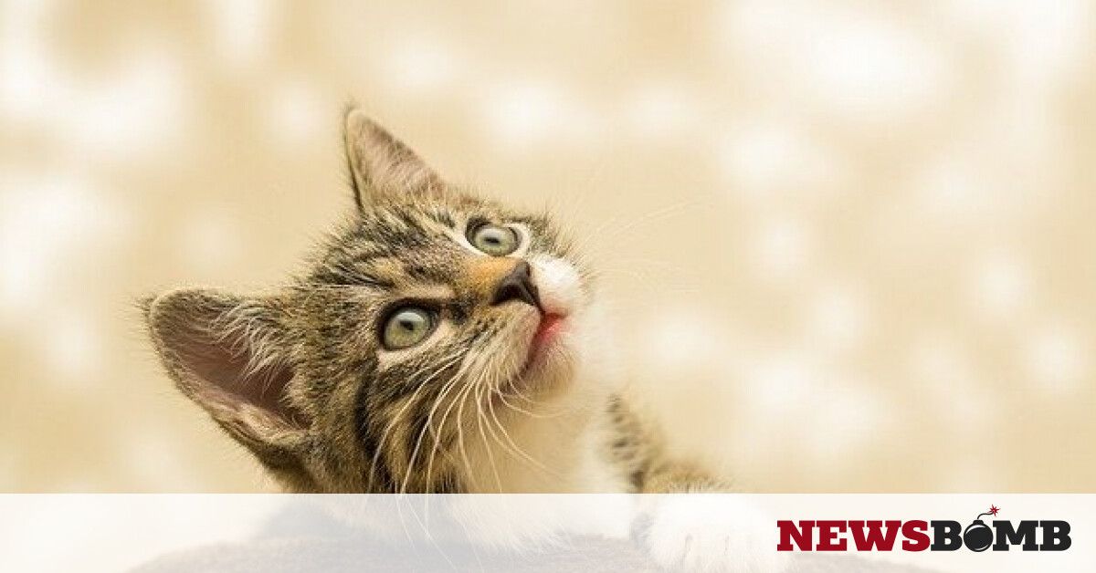 «ΠΡΟΣΟΧΗ, πατήσατε ένα γατάκι»! 'Ελεγαν αυτή την ατάκα και έγιναν ...
