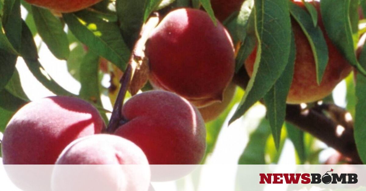 Θεσσαλονίκη: Ποσό 35 εκατ. ευρώ ως εισοδηματική στήριξη λόγω χαμηλών ...