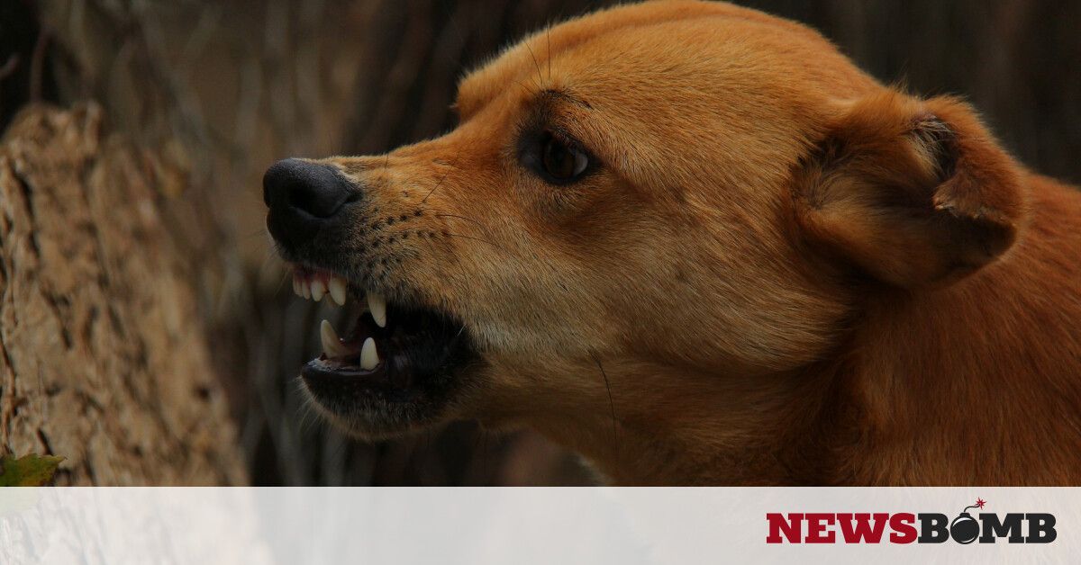 Σοκ στη Χαλκιδική: Τέσσερα αδέσποτα επιτέθηκαν σε 11χρονο - Newsbomb