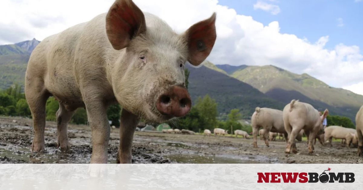 Στις Σέρρες το πρώτο κρούσμα αφρικανικής πανώλης των χοίρων - Newsbomb