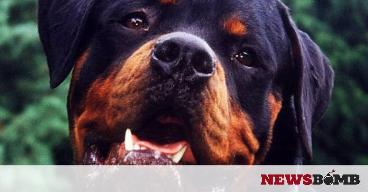 Σεξουαλική επίθεση σε βάρος ανήλικης στη Νέα Σμύρνη με απειλή ροτβάιλερ ...