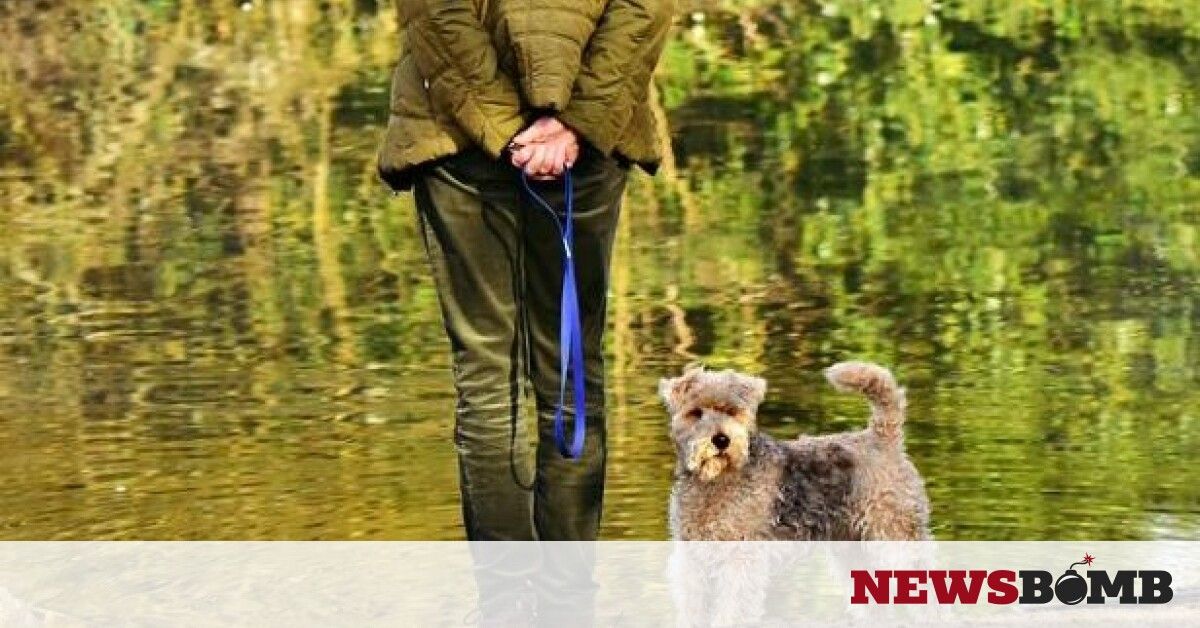 Έβγαλε βόλτα τα σκυλιά του: Έπαθε ΣΟΚ με αυτό που έπεσε από τον ουρανό ...