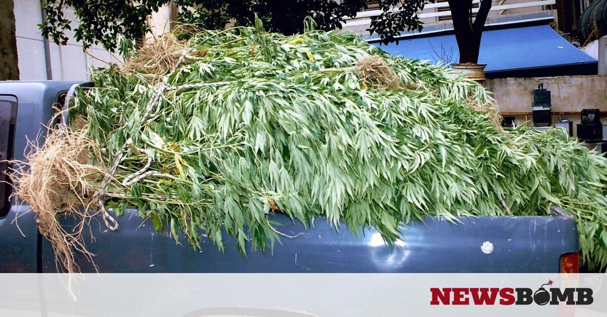 Ιωάννινα: Εντοπίστηκαν Χασισοφυτείες με 3.500 δενδρύλλια ινδικής ...
