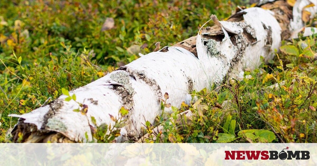 Ευρυτανία: 65χρονος σκοτώθηκε από δέντρο που έκοψαν υλοτόμοι - Newsbomb