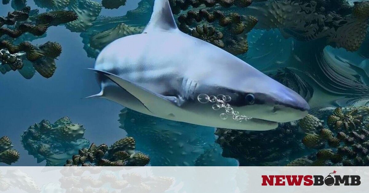 ΗΠΑ: Λευκός καρχαρίας σκότωσε 63χρονη κολυμβήτρια - Newsbomb