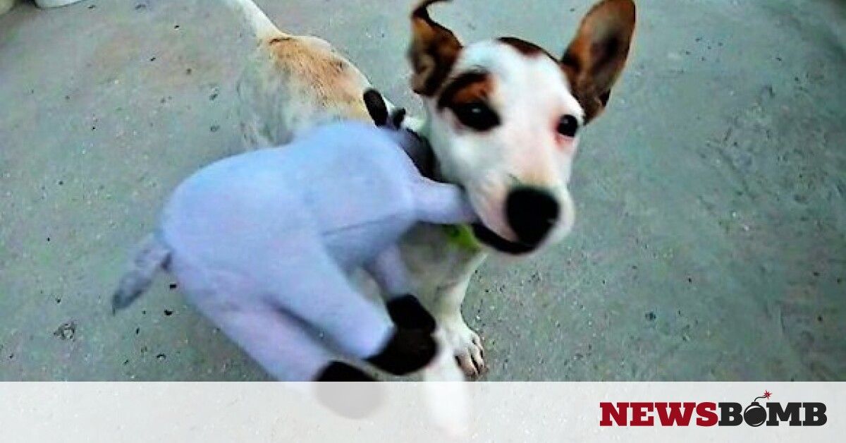 Δίνουν σε κουταβάκι το πρώτο του παιχνίδι και ακολουθεί… χαμος! (video ...