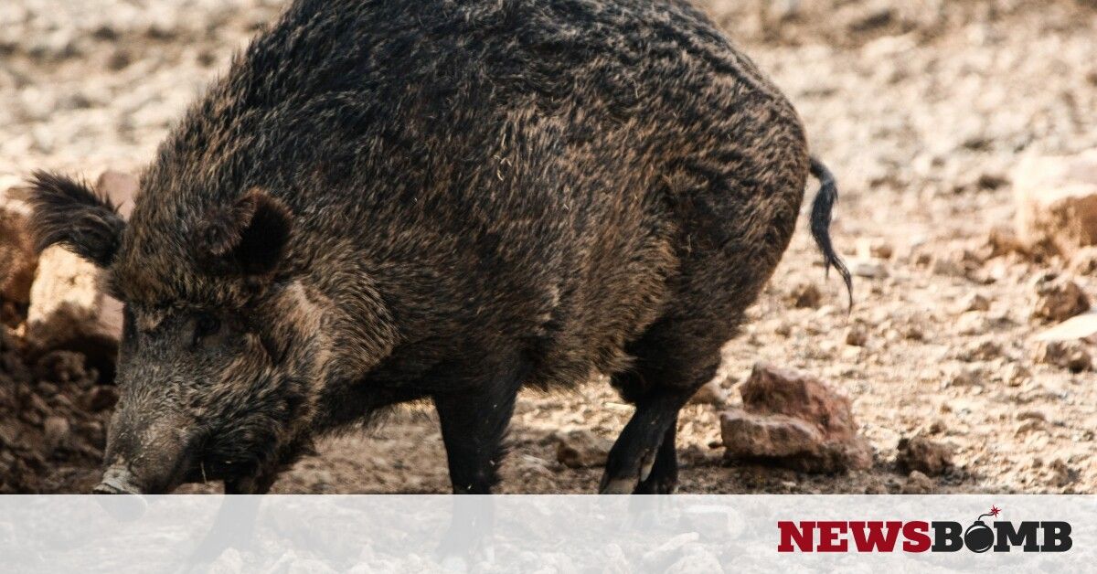 Απίστευτες εικόνες σε λίμνη - Δείτε τι κυνηγά γυμνός άνδρας (pics ...
