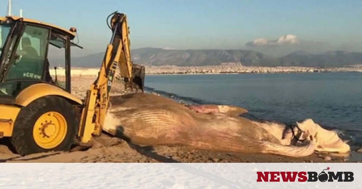 Απίστευτες εικόνες στον Πειραιά: Ξεβράστηκε νεκρή φάλαινα (pics) - Newsbomb