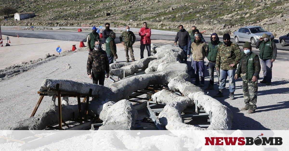 Μυτιλήνη: Τι μαρτυρούν οι απολιθωμένοι κορμοί δέντρων που βρέθηκαν στις ...