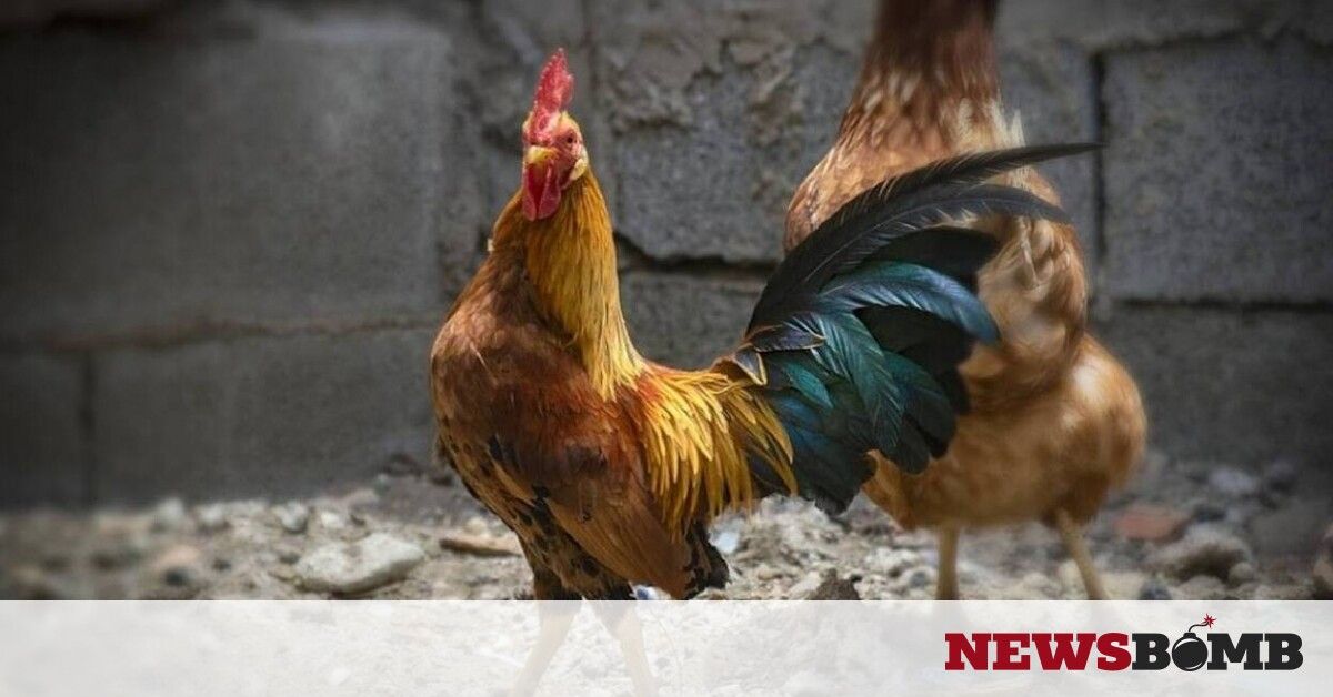 Απίστευτη κλοπή στο Κορωπί: Έτσι εξαφανίστηκε ο «θησαυρός» από το ...