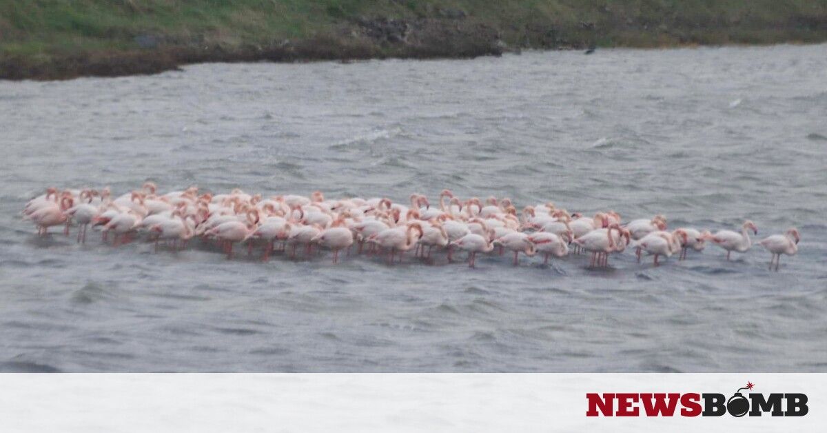 Μυτιλήνη: Τα φλαμίνγκο της Αλυκής στην Καλλονή προβλέπουν την ...
