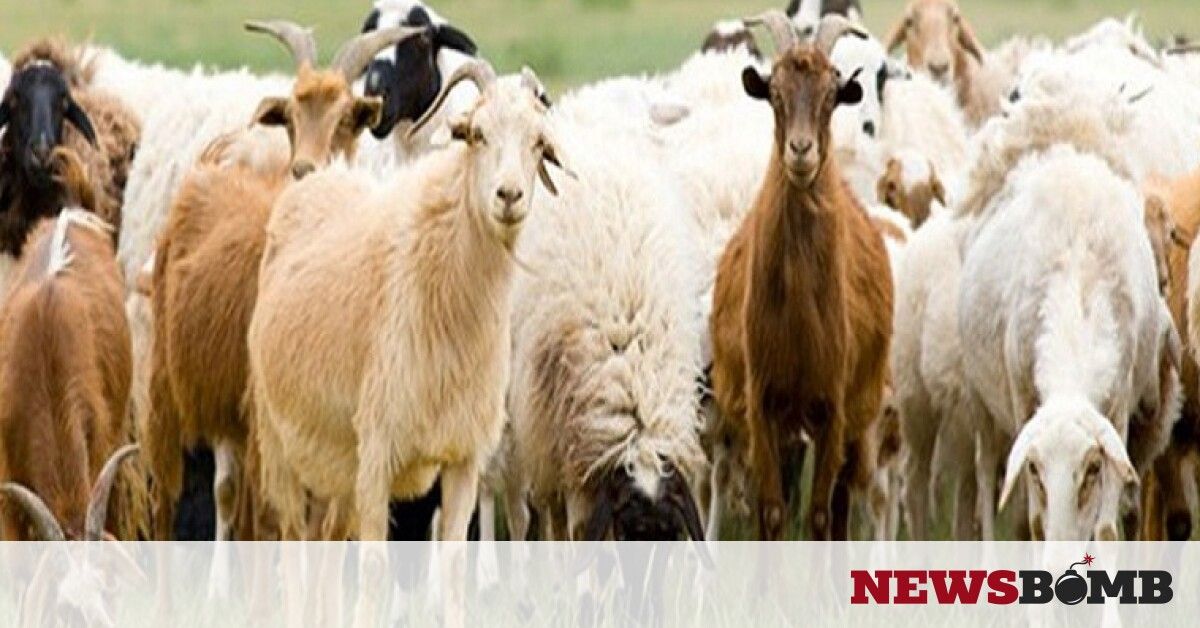 ΟΠΕΚΕΠΕ: Ενίσχυση κτηνοτρόφων - Μέχρι πότε μπορείτε να καταθέσετε τα ...