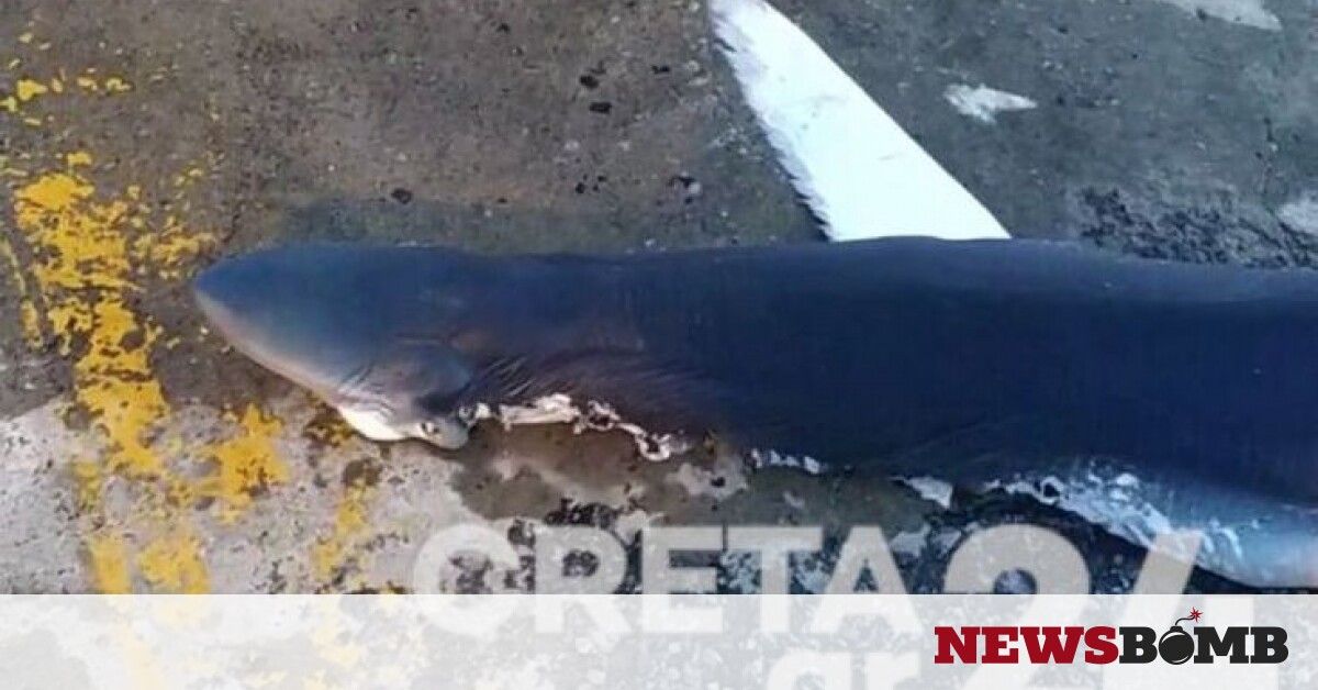 Κρήτη: Έβγαλαν καρχαρία από το λιμάνι του Ηρακλείου - Newsbomb