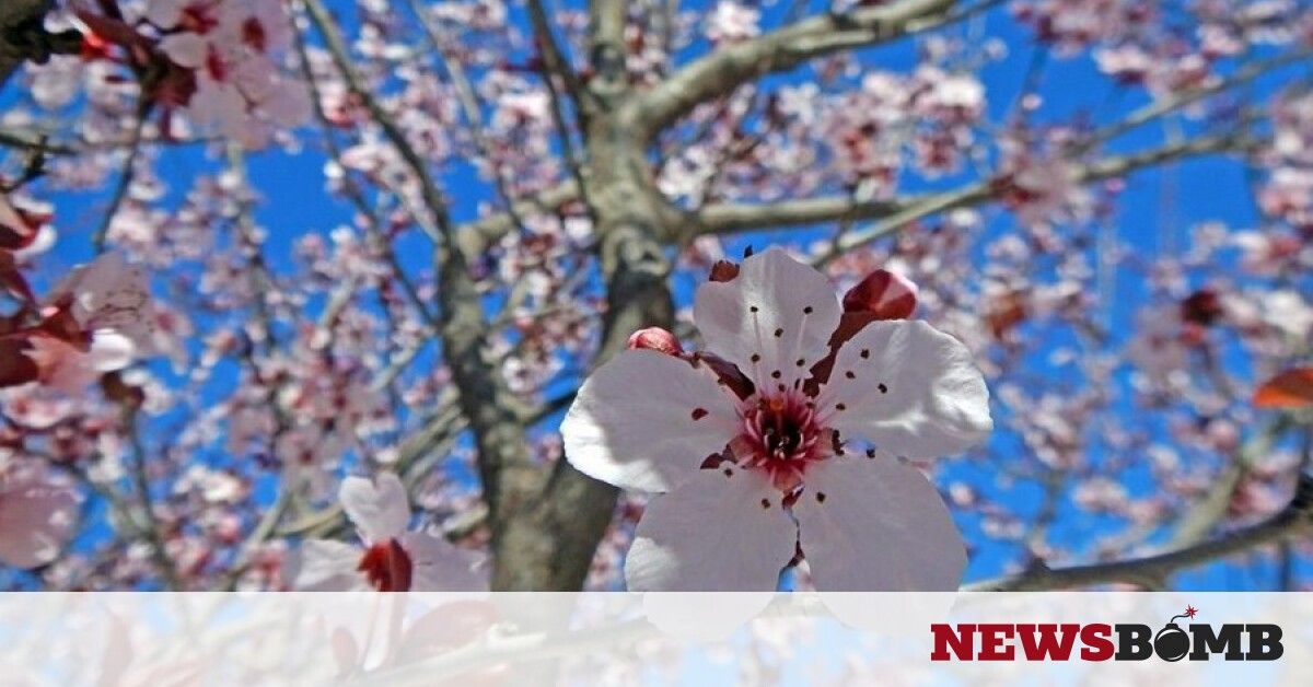Μεγάλη ζημιά από την κακοκαιρία σε αμυγδαλιές, ροδακινιές - Αίτημα ...