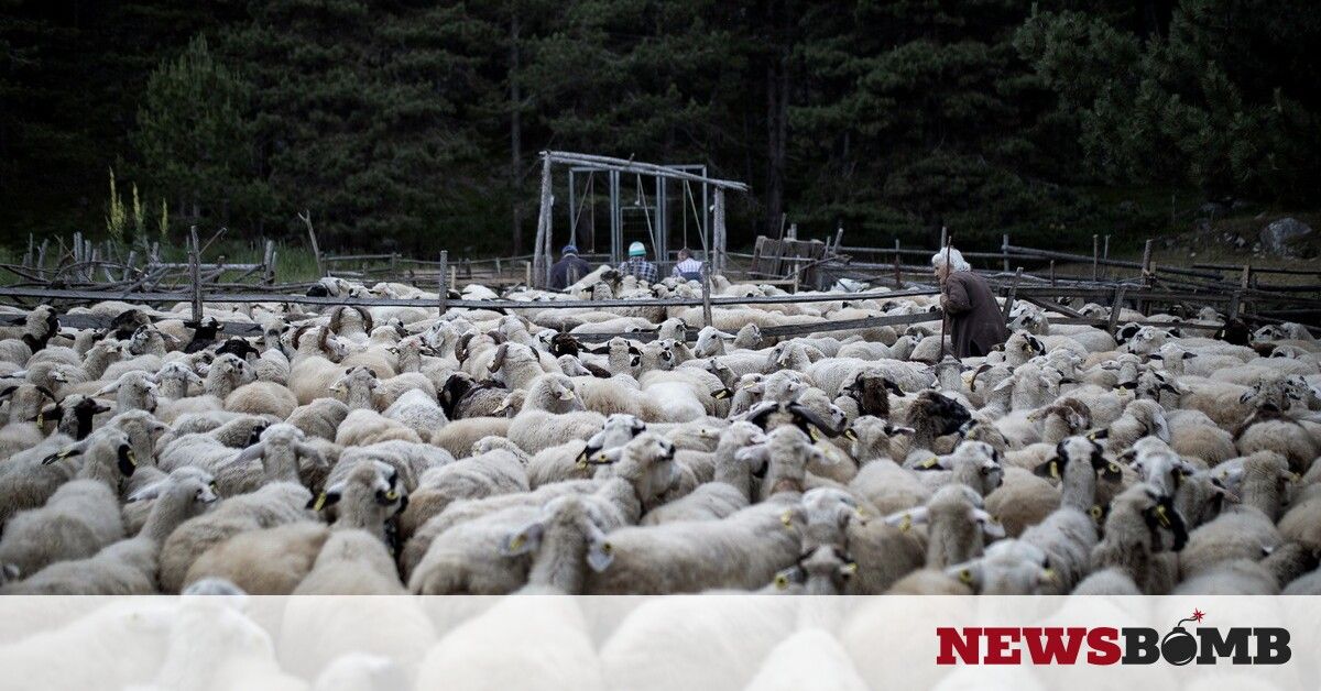Πάσχα 2021: Λήψη μέτρων για την αποφυγή «ελληνοποιήσεων» σε αμνοερίφια ...