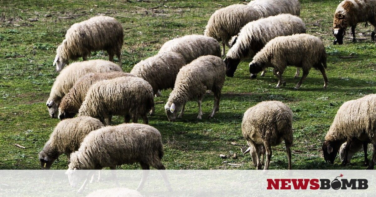 Ανακοινώθηκαν οι συνδεδεμένες ενισχύσεις για αιγοπρόβειο και βόειο ...