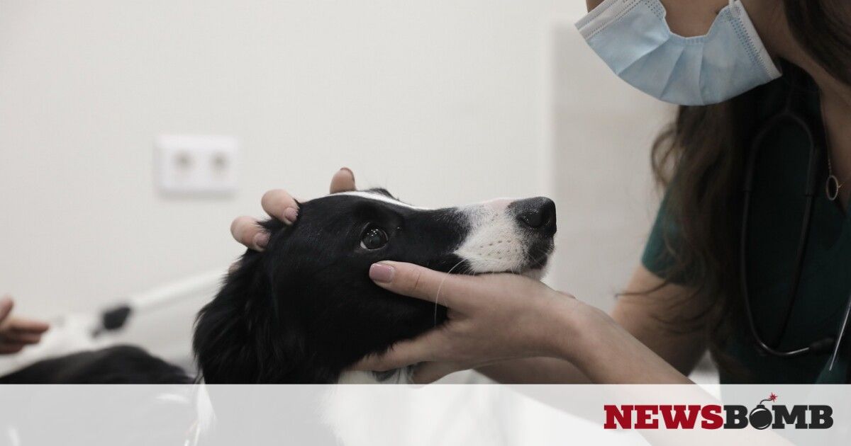 ΕΛΓΑ: Ανακοινώθηκαν οι προσλήψεις 12 κτηνιάτρων - Newsbomb
