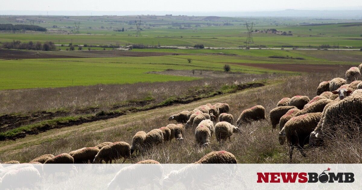 ΟΠΕΚΕΠΕ: Υποχρεωτικός ο ΑΤΑΚ για τα ιδιωτικά μισθωμένα βοσκοτόπια ...