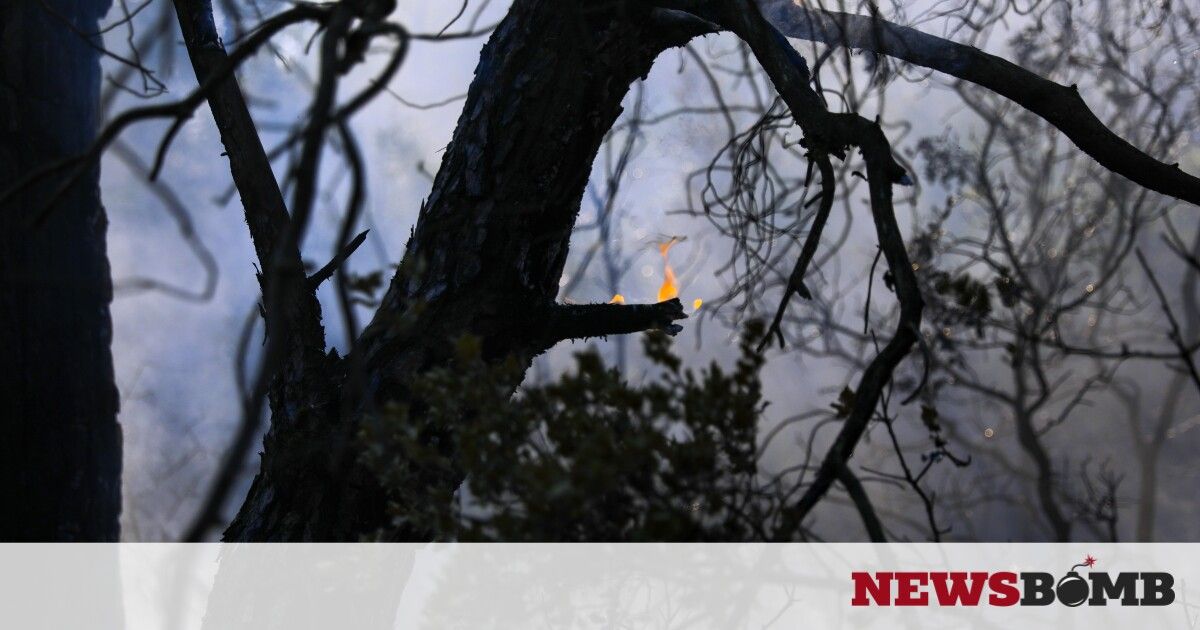 Φωτιές στον Θεολόγο - Ανατροπή: «Δεν έχω κάνει εγώ τους εμπρησμούς ...