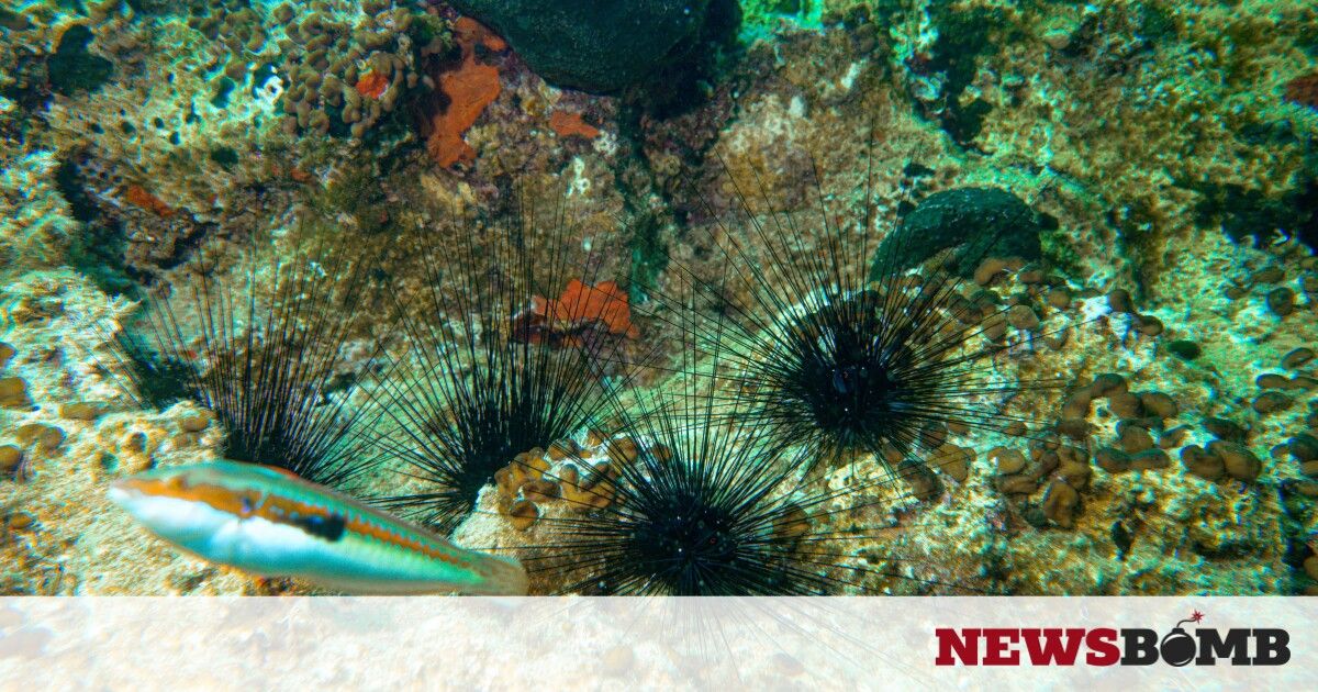 Προσοχή! Δηλητηριώδης αχινός στις ελληνικές θάλασσες - Πού έχει ...