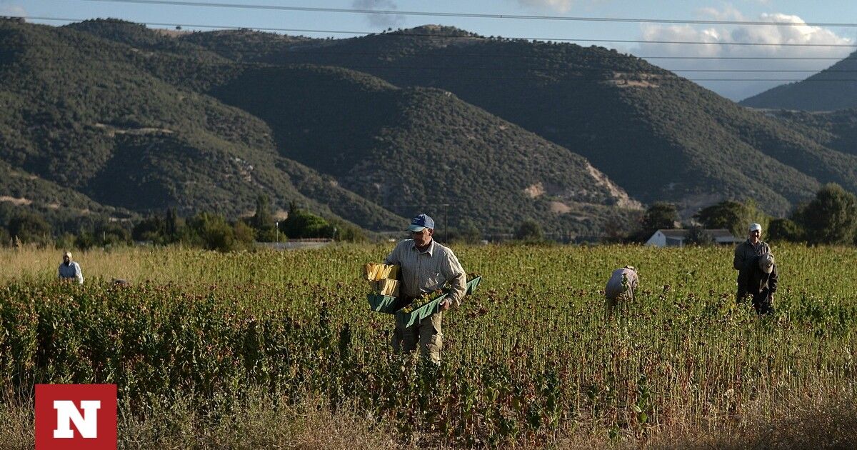 ΥπΑΑΤ: Ανακοινώθηκε οικονομική ενίσχυση στους καπνοπαραγωγούς - Newsbomb