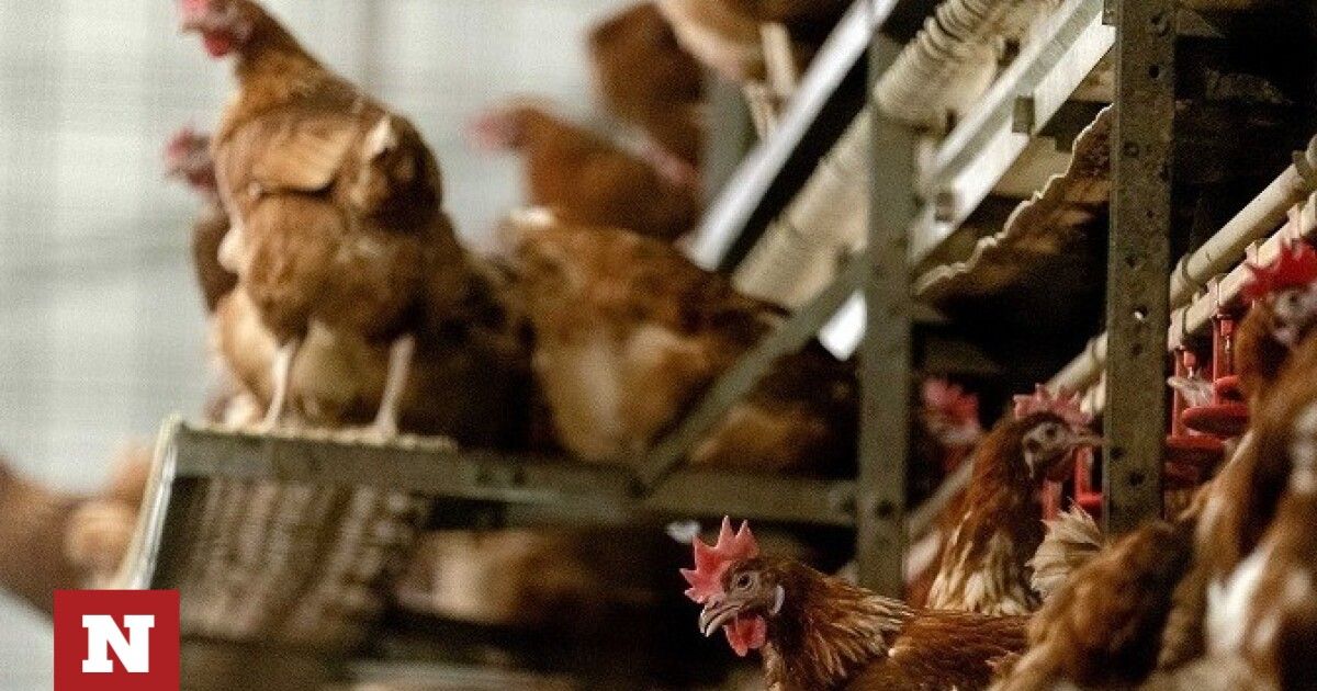 Aυξημένος ο κίνδυνος επανεμφάνισης της γρίπης των πτηνών στην Ελλάδα ...