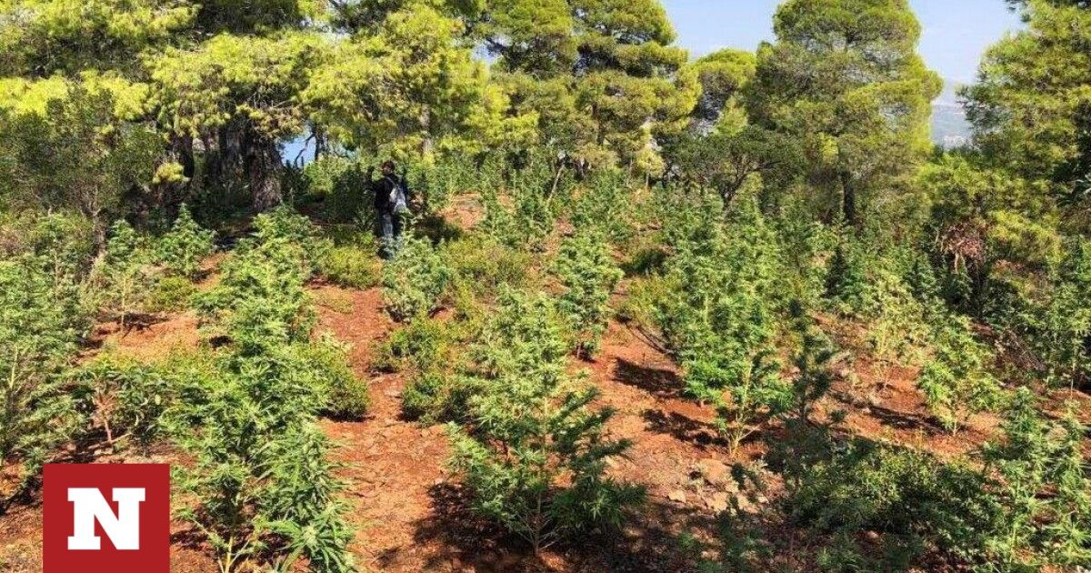 Ηράκλειο: Σύλληψη άνδρα που καλλιεργούσε… δάσος κάνναβης - Newsbomb