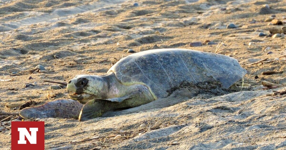 Κρήτη: Εντοπίστηκαν και στο Ρέθυμνο οι πρώτες φωλιές χελωνών - Newsbomb
