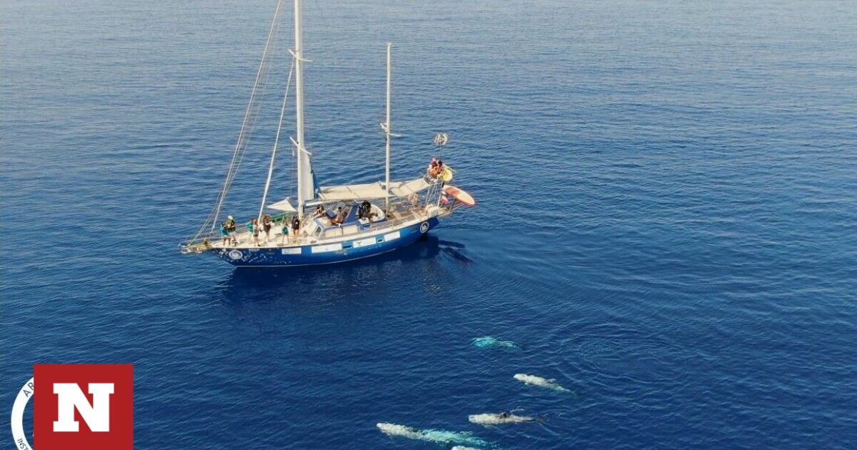 Ταχύπλοα και υπερτουρισμός «πληγώνουν» τις θάλασσές μας - Newsbomb