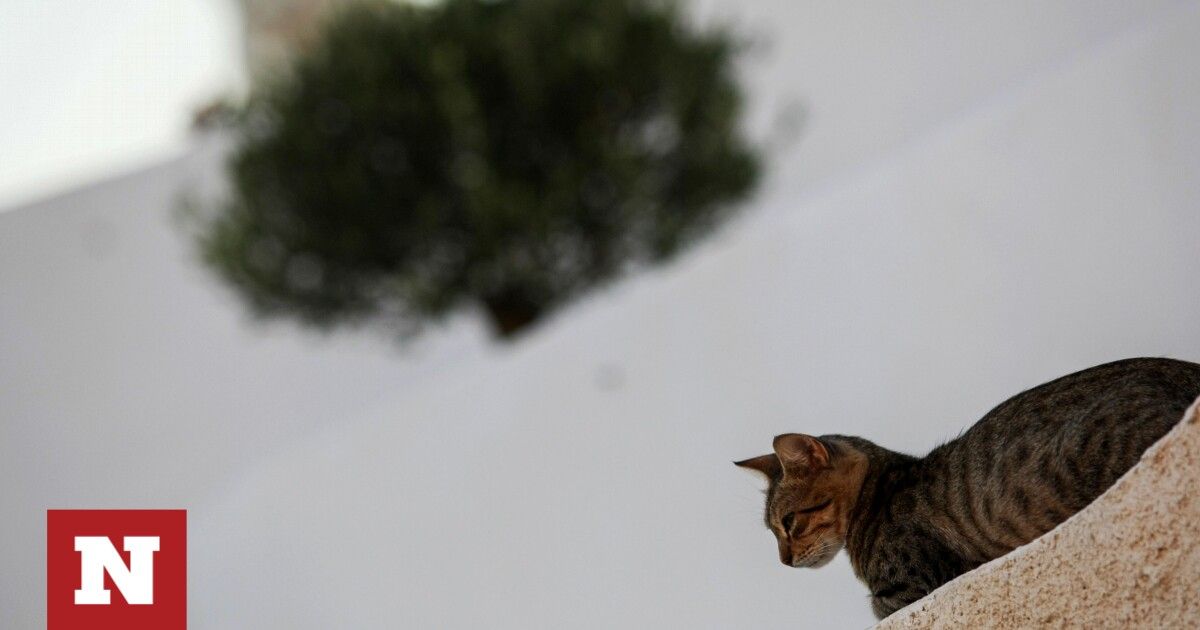 Μύκονος: Χειροπέδες στον 64χρονο που σκότωσε γατάκι με αυτοκίνητο ...